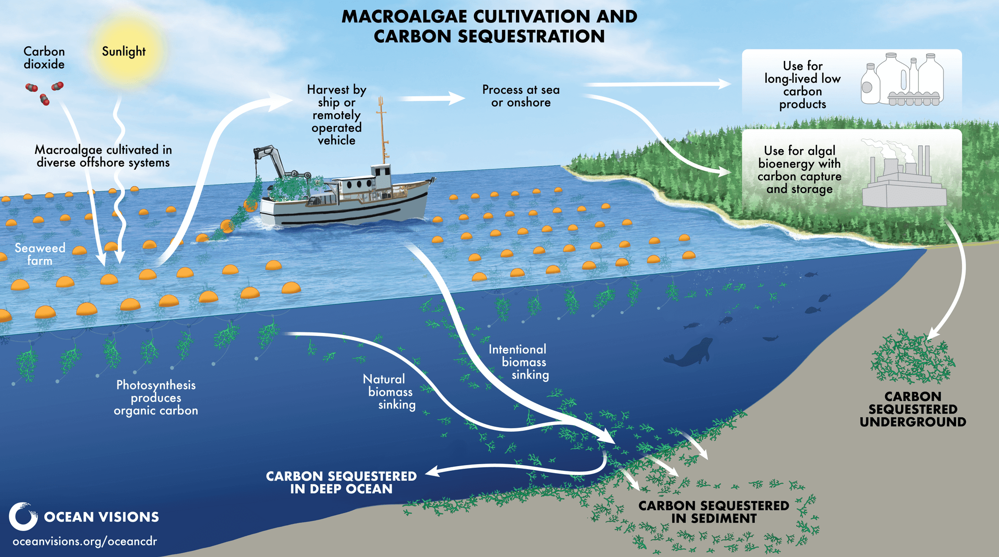 Macroalgae Cultivation and Carbon Sequestration - Ocean Visions